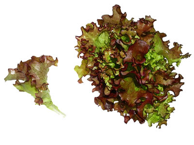 Lollo Rosa Lettuce